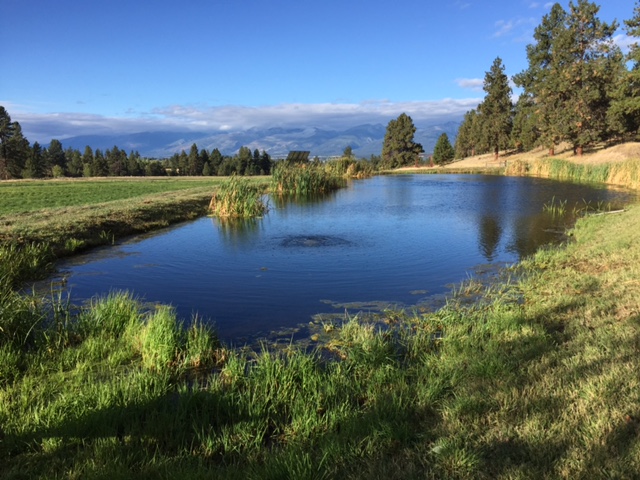 NATURAL POND TREATMENTS & SEPTIC SOLUTIONS