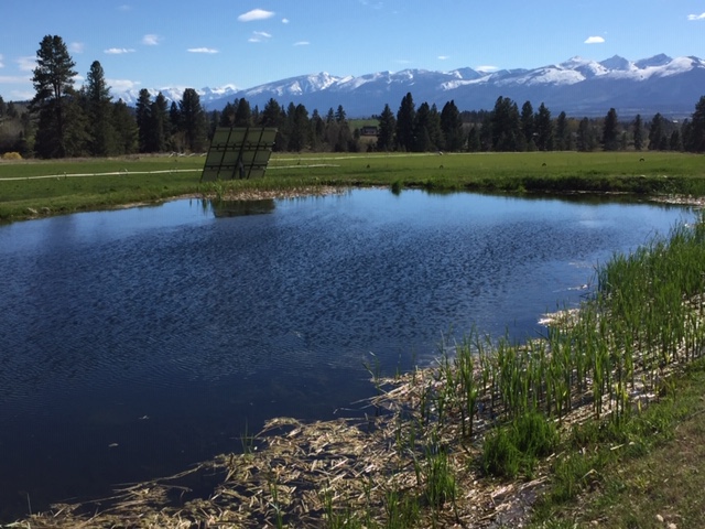 Summer Pond #2 | ENVIRONMENTAL SOLUTIONSENVIRONMENTAL SOLUTIONS